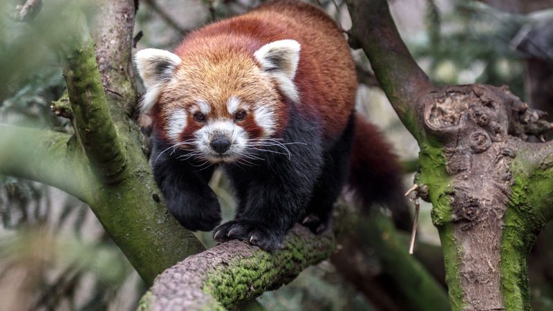 Places To See The Red Panda In India | Zee Zest